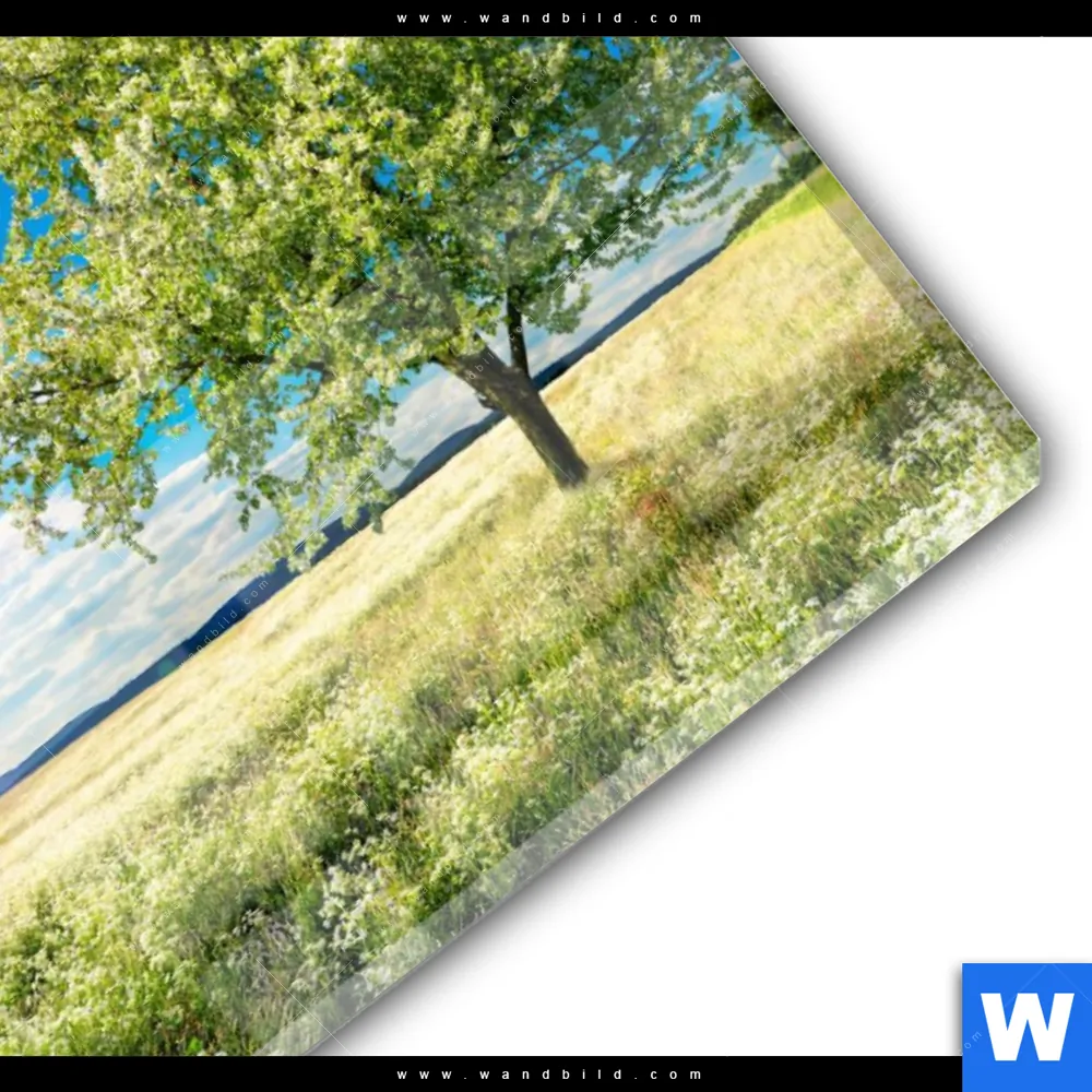 Acrylglasbild ♥️ Wiese mit blühendem Baum | Querformat | wandbild.com