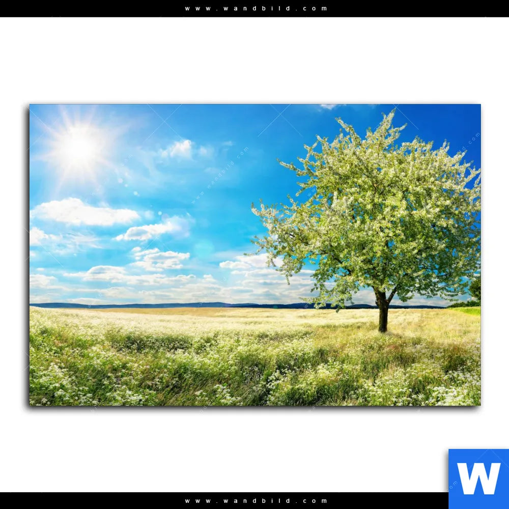 Bild Edelstahloptik ♥️ Wiese mit blühendem Baum | Querformat | wandbild.com