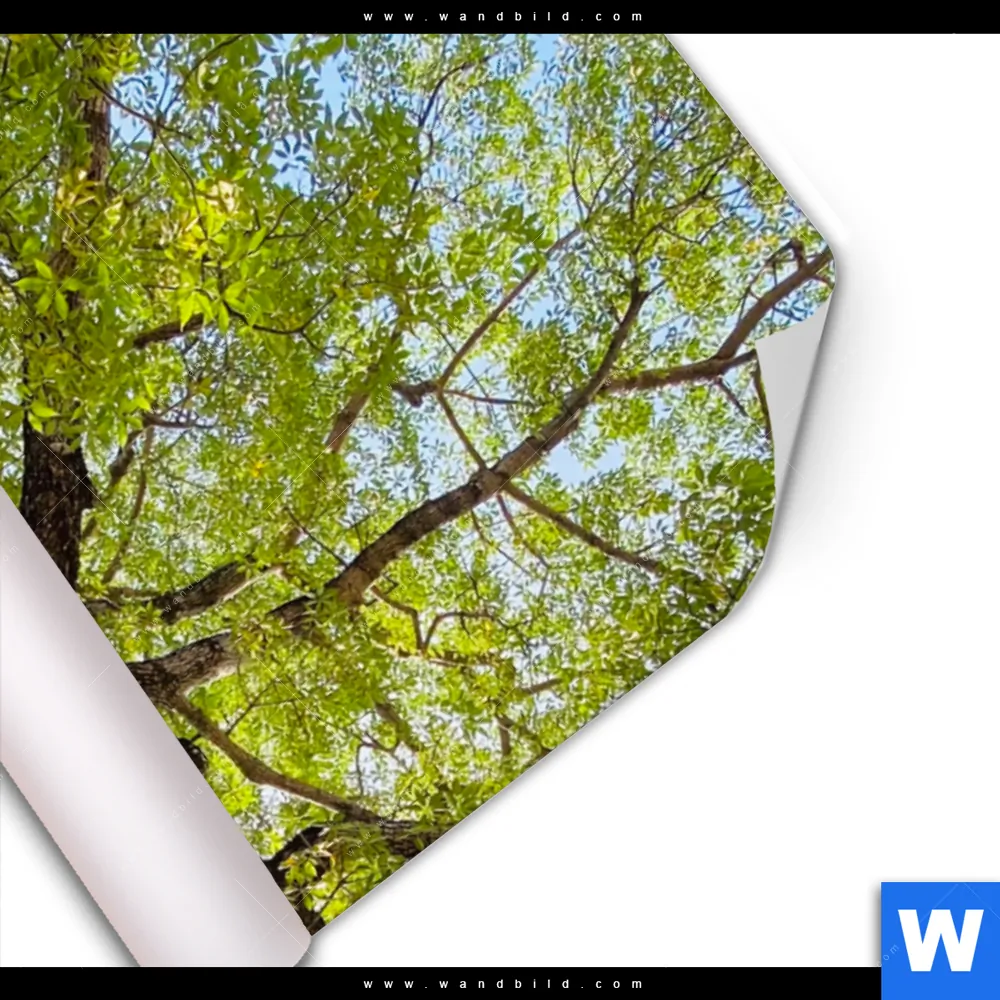 Poster ♥️ Hoher Baum | Querformat | wandbild.com