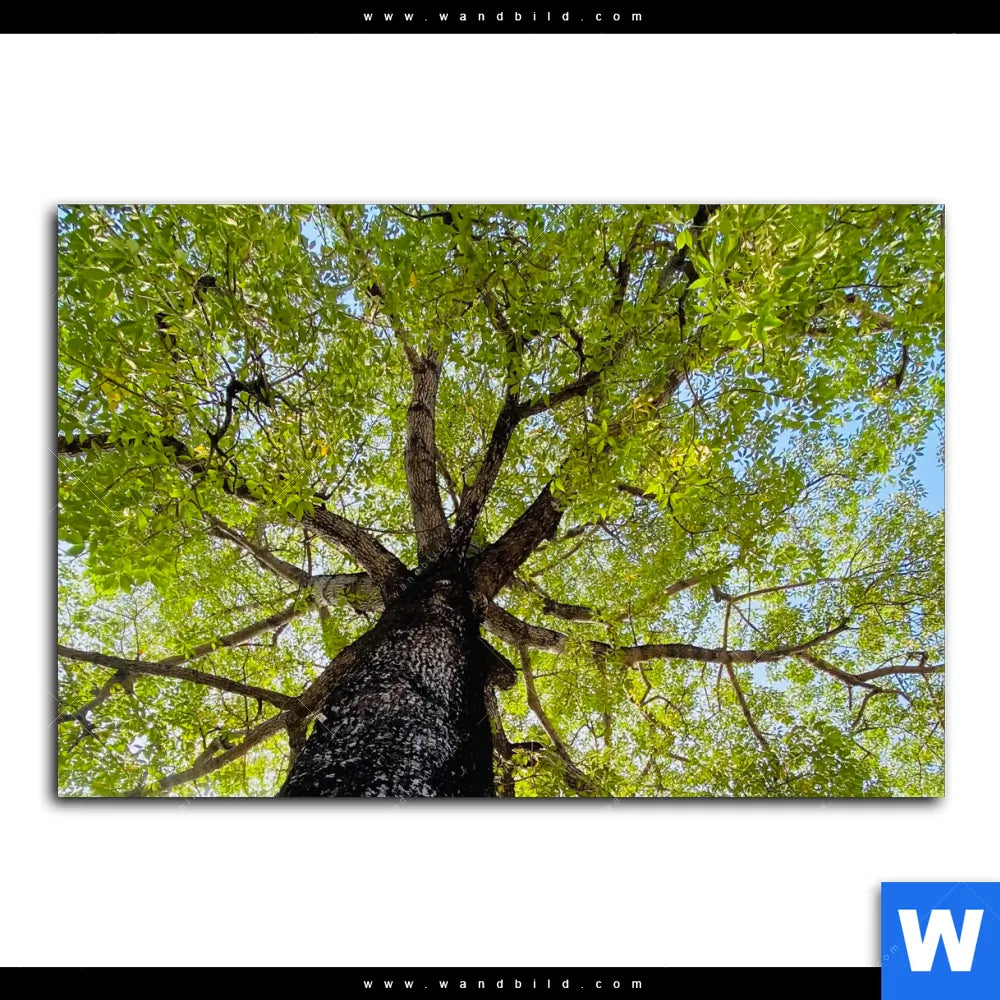 Poster ♥️ Hoher Baum | Querformat | wandbild.com