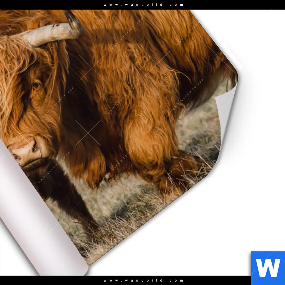 Poster ♥️ Highlander Familie | Querformat | wandbild.com