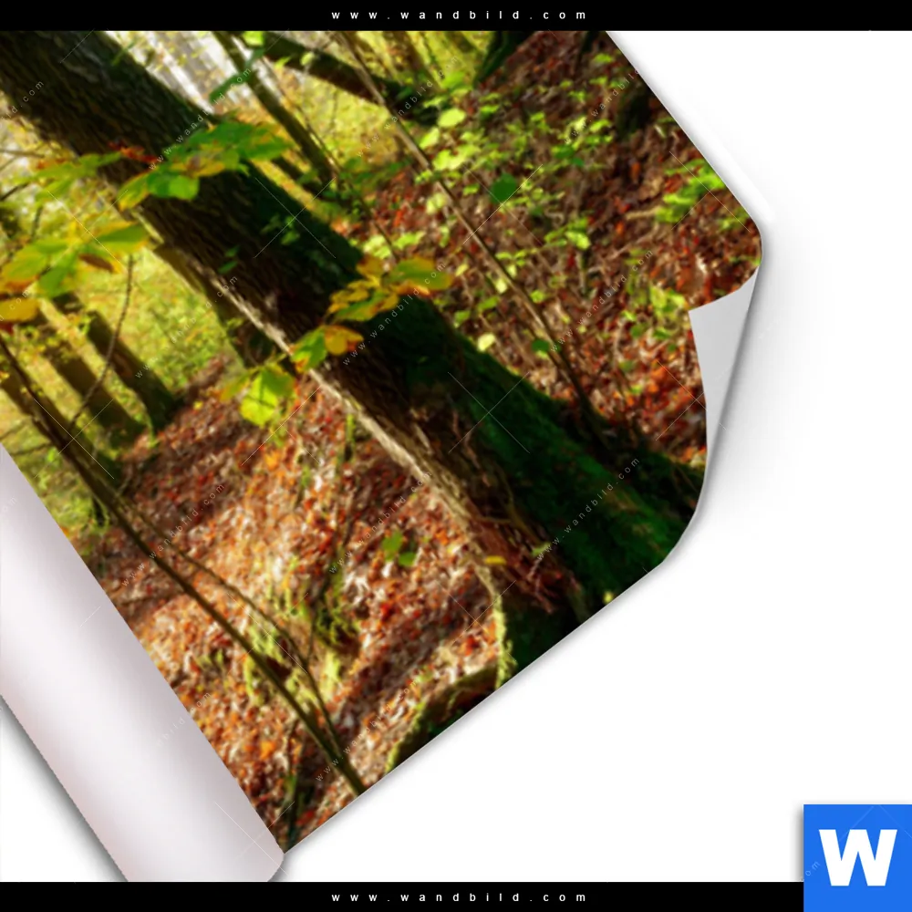 Poster ♥️ Natürlicher Wald | Panorama | wandbild.com