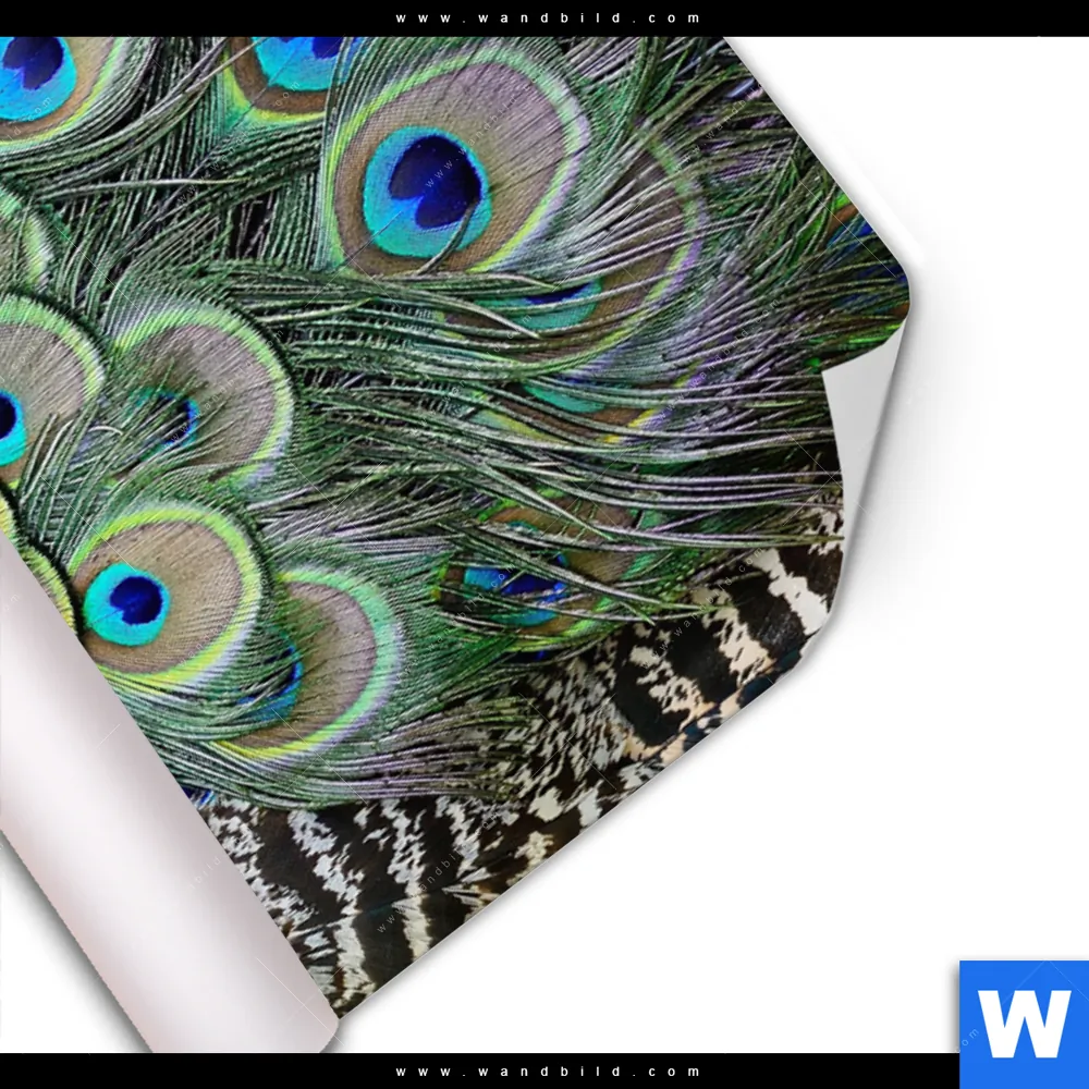Poster ♥️ Pfaufedern | Querformat | wandbild.com