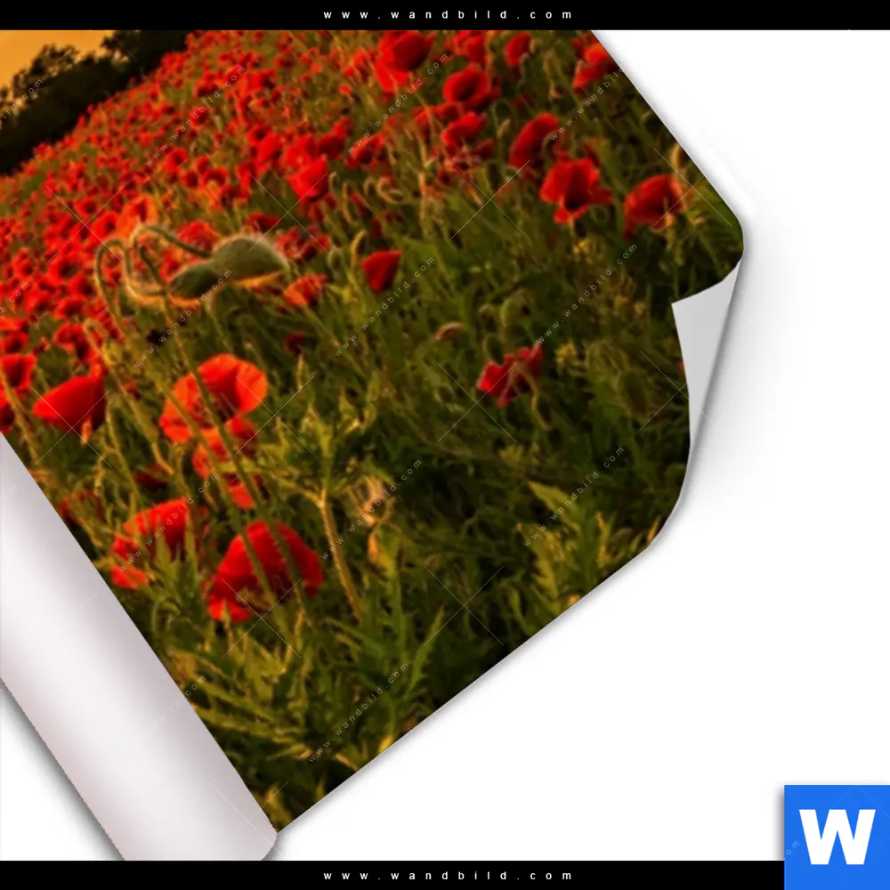 Poster ♥️ Sommerlandschaft mit rotem Mohn | Panorama | wandbild.com
